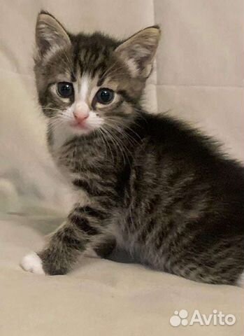 Котята