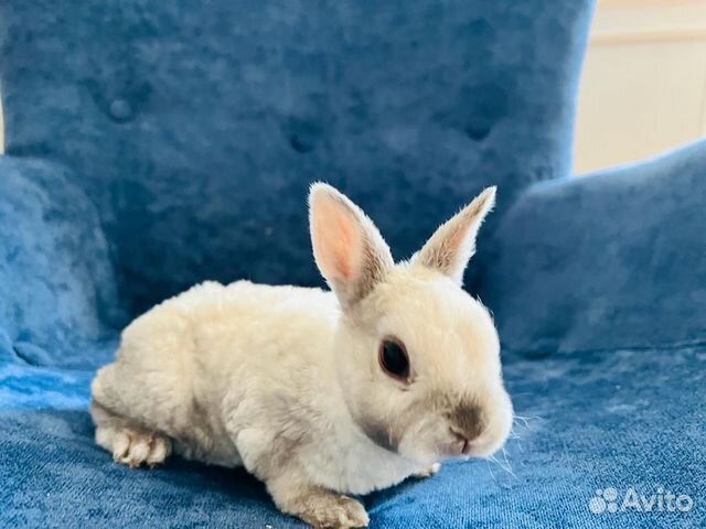 Рекс кролик сиамский (редкость)