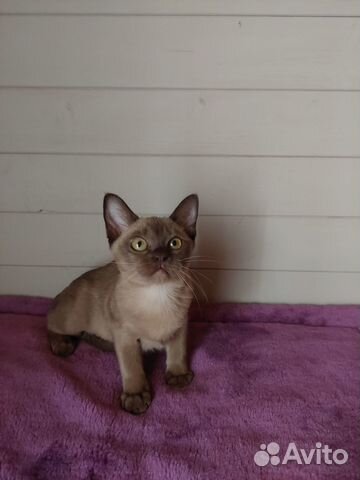 Бурманская