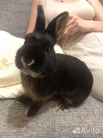 Нидерландский карликовый Кролик