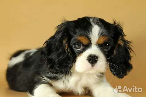 Малыши кавалерчики