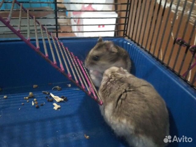 Джунгарский хомяк мальчик