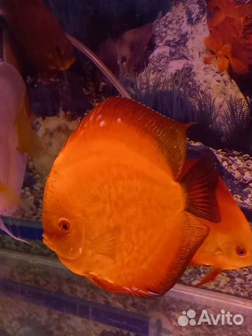 Рыба дискус