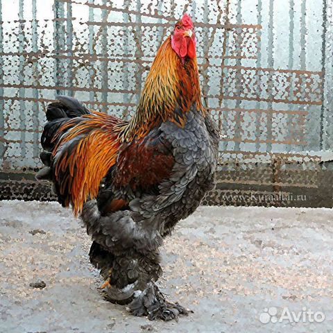 Крупные домашние петухи Брама