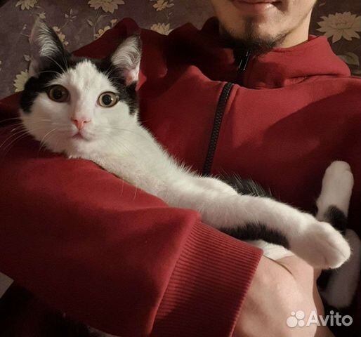 Отрываю от сердца Кота