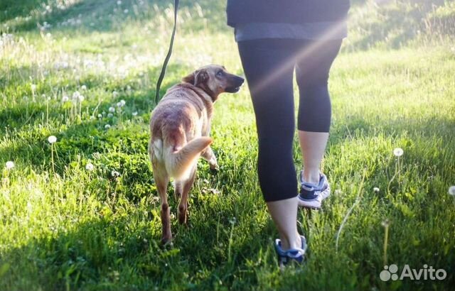 Замечательная собачка Джена ищет дом
