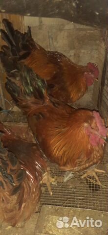 Молодые петухи кучинские