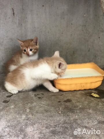 Маленькие котята в опасности