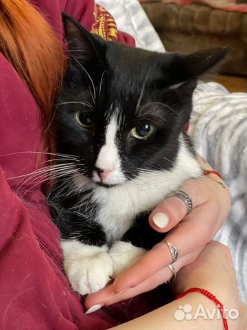 Несчастная ласковая Боня 5 лет ищет дом