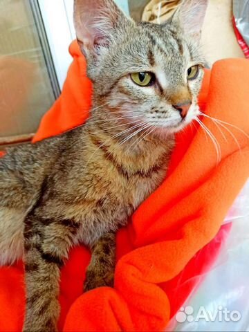 Молодой котик Женька живет в клетке