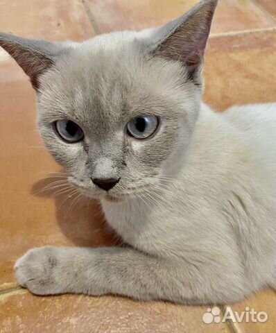 Британская кошка бесплатно
