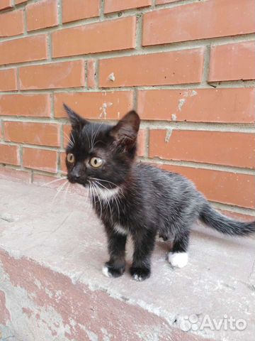 Котёнок в хорошие руки