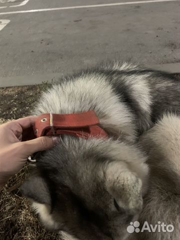 Найдена собака хаска