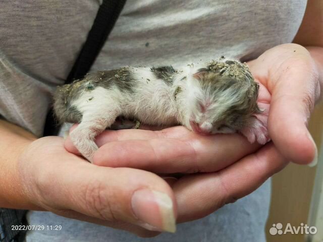Котенок новорожденный