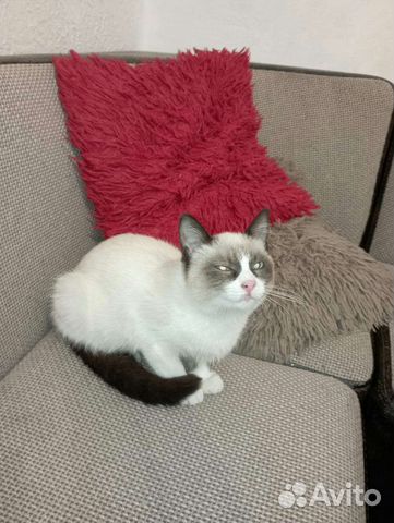Кошечка 6 мес Сноу-шу