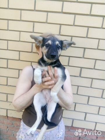 Щенята в хорошие руки