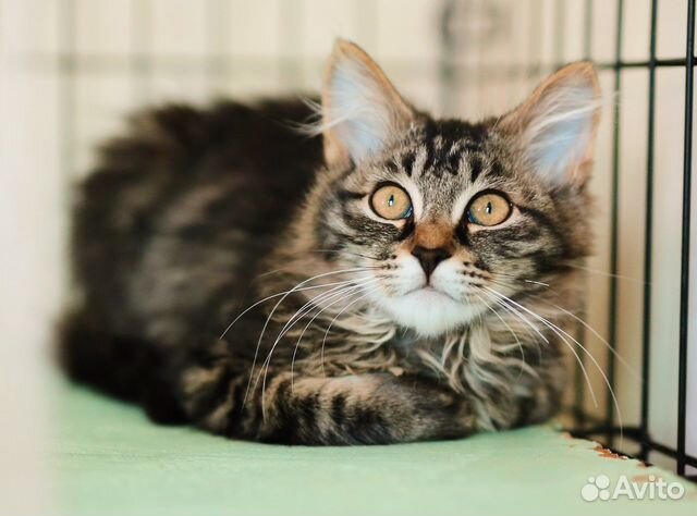 Котёнок ласковый сибирячок мальчик 4 мес