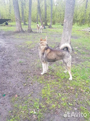 Западно сибирская лайка