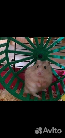 Джунгарский хомяк с клеткой
