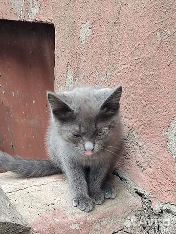 Котята в добрые руки бесплатно