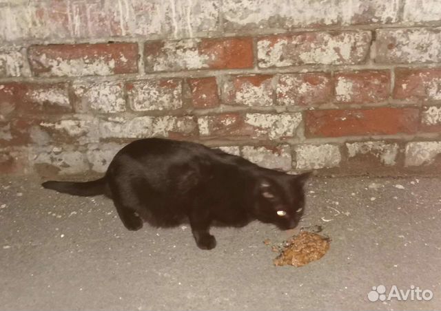 Вьетнамский вислобрюхий хряк