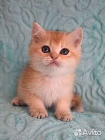 Британский Золотой котик
