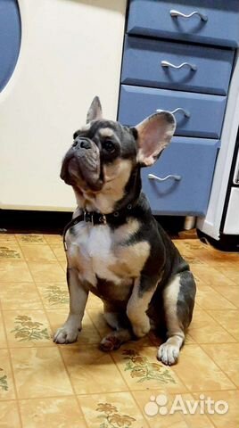 Французский бульдог голубой