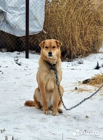 Золотистая собака в добрые руки