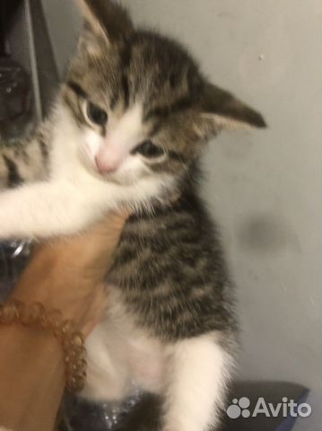 Котята ищут дом