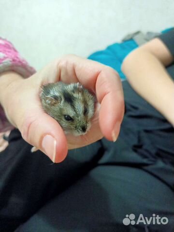 Джунгарский хомяк бесплатно