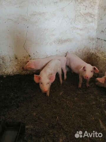 Поросята ландрас