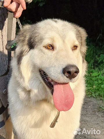 Метис маламута ищет дом