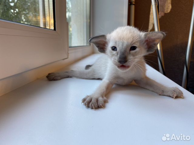 Ориентальная