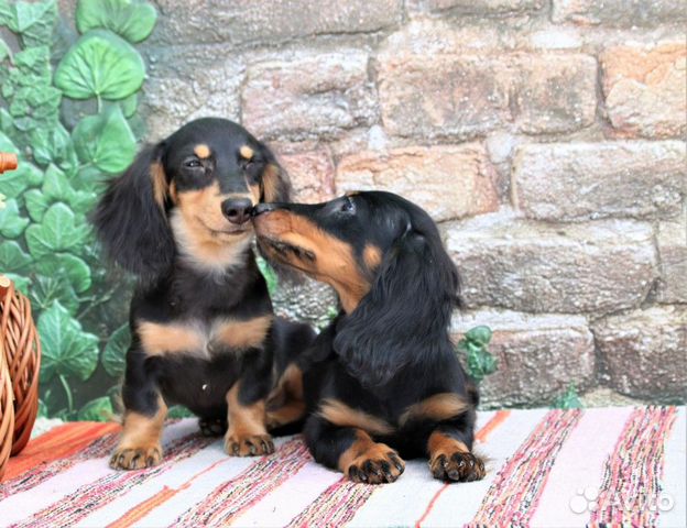 Мальчики - такса кроличья, длинношерстная