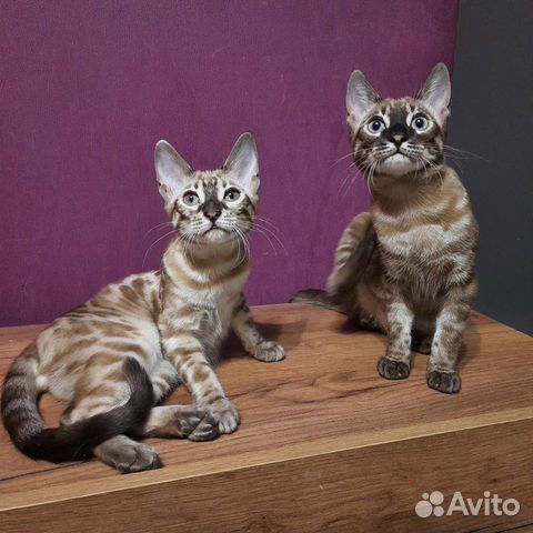 Бенгальская уголь минк серебро