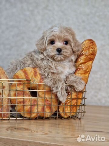 Сладкая булочка, девочка Мальтипу Ф1 мини