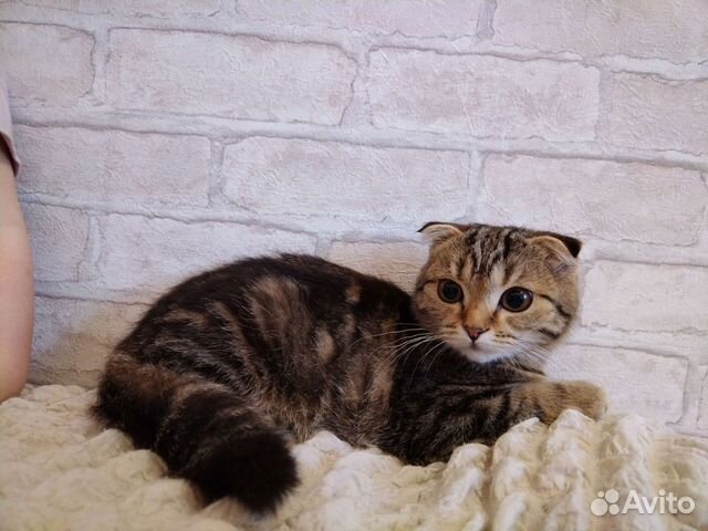 Шотландская вислоухая