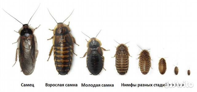 Кормовые насекомые: сверчок, аргентинский таракан