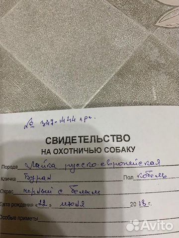 Кобель для вязки (рел)