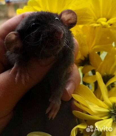 Крысята дамбо рекс и стандарт от ratlove13.85