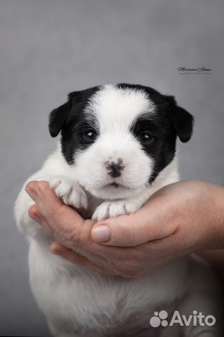 Щенок джекрассел терьер