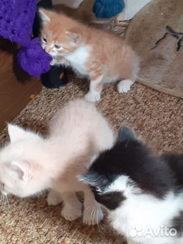 Котята в добрые руки