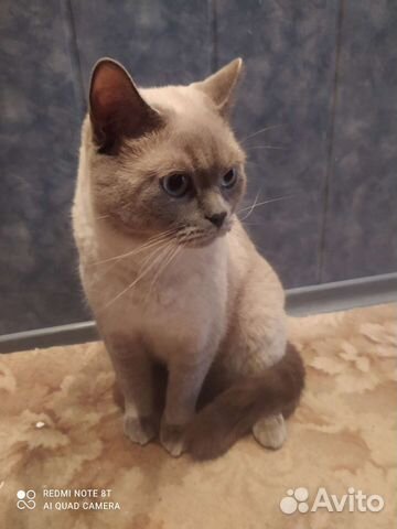Британский кот