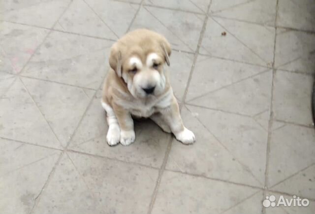 Отдадим бесплатно