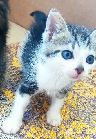Котенок ищет дом
