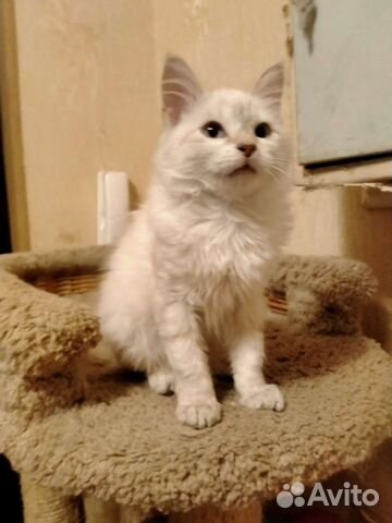 Сибирский котик