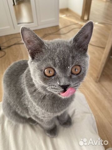 Кот британецна вязку за котенка