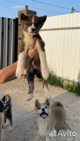 Тигровые щенята акита ину