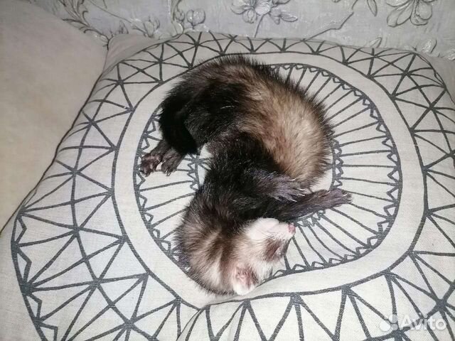 Домашний хорек