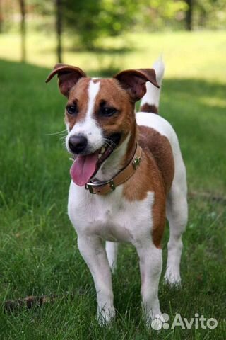 Джек Рассел терьер